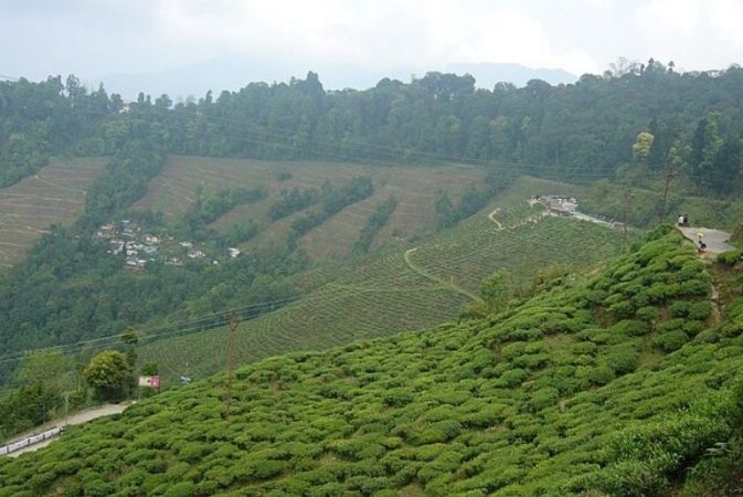 Tea Plantations Of North Bengal Are On The Path Of Revival For Economic ...