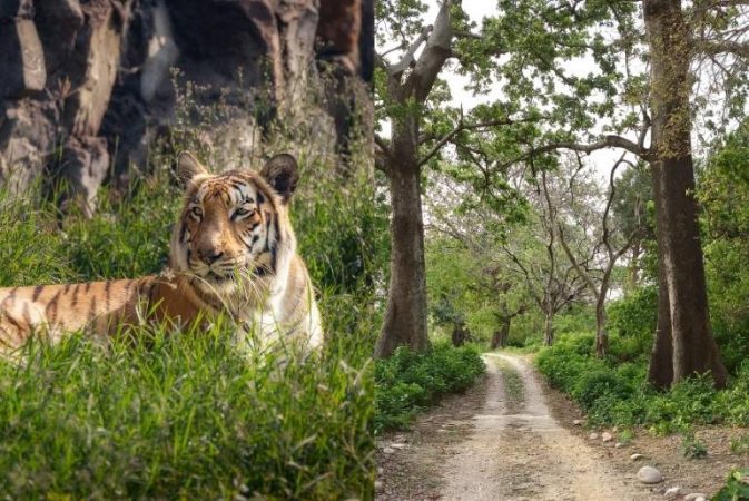 Go And Say Hello To Jamuna, Similipal Tiger Reserve's Newest Tigress ...