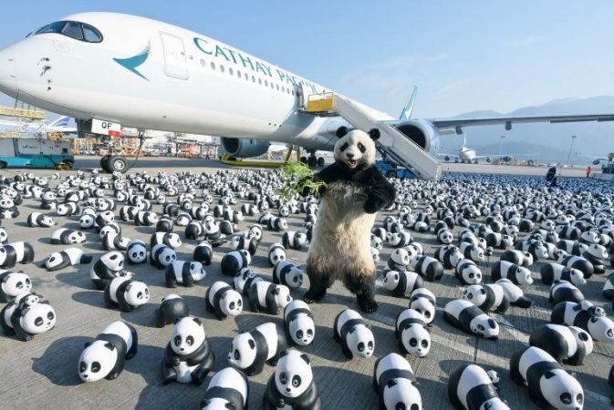 In Pics: Hong Kong Hosts Its Largest Panda-Themed Exhibition With 2,500 ...