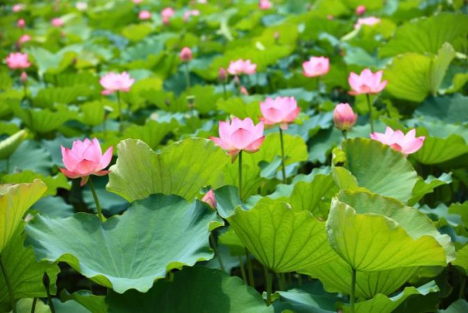 Asia’s Largest Lotus Valley Is Located In Indore And Here’s Why You ...