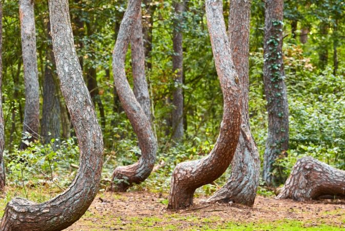 From Rainbow River To Crooked Forest, 25 Offbeat Destinations You Must ...