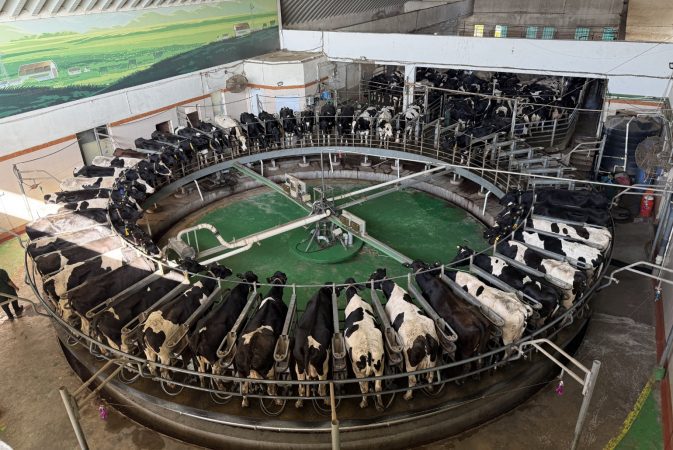 Embracing Excellence With Pride Of Cows: The Value Of Single-Origin ...