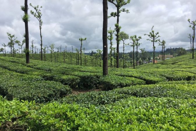 8 Things To Do In Valparai, The Off-The-Beaten Path Hill Station Of ...