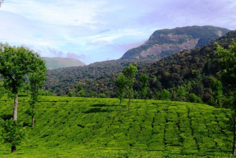 8 Things To Do In Valparai, The Off-The-Beaten Path Hill Station Of Tamil Nadu | Curly Tales