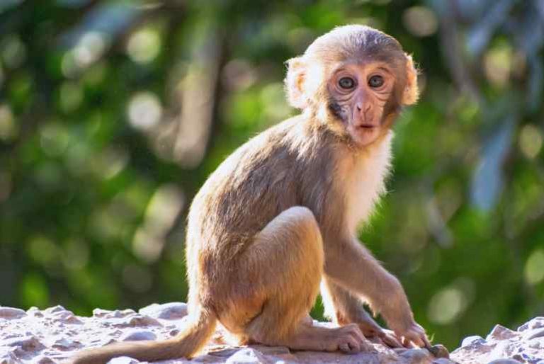 How A Monkey Caused A Nationwide Power Outage In Sri Lanka | Curly Tales