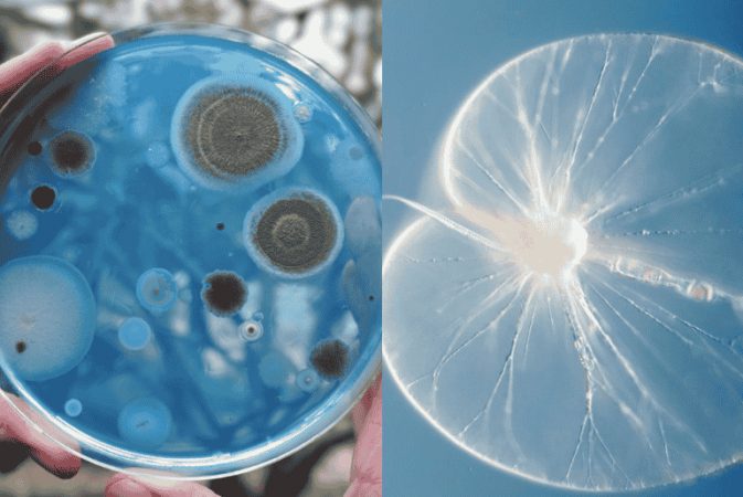 Amsterdam Is Home To World's Only Microbes Museum, ARTIS-Micropia ...