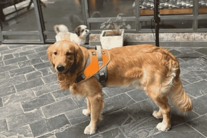 8 Best Pet-Friendly Cafés In Delhi With Play Areas And Tasty Treats ...