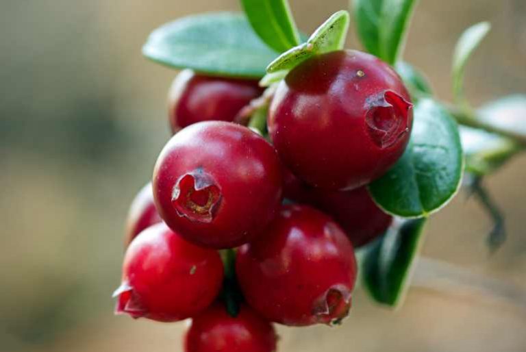 10 Most Expensive Fruits In India That Are Worth The Splurge | Curly Tales