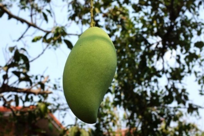 5 Most Expensive Mango Varieties In India And What Makes Them So Pricey ...
