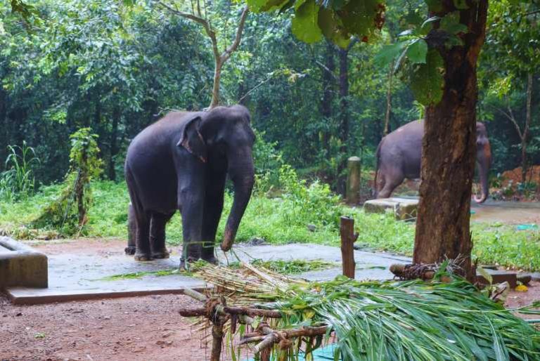 Kerala's Herbivorous Elephants Are Now Leaning Towards A Non-Veg Diet ...