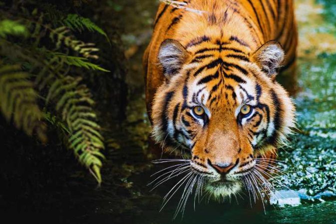 After 17 Years, Rajasthan To Once Again Airlift Tigers To Relocate Them ...